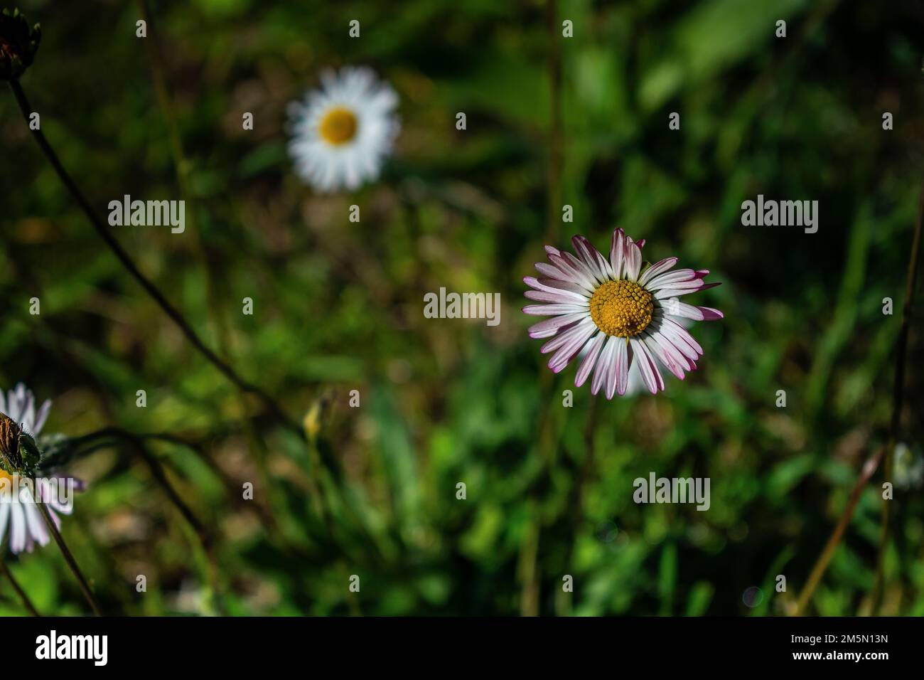 A closeup of beautiful southern daisy (Bellis sylvestris) flowers under ...