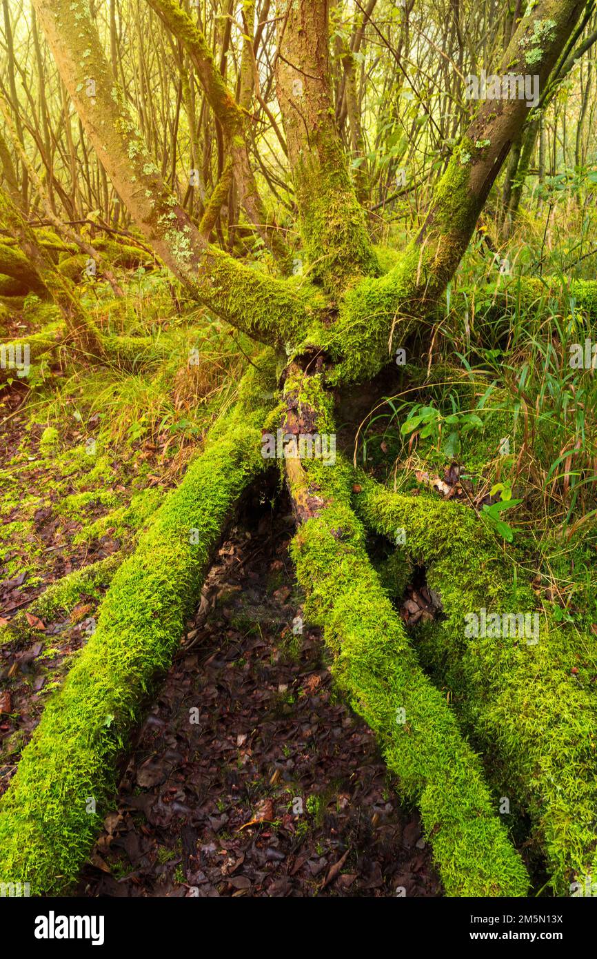 Tree covered with moss at misty fog morning sunlight. Magic forest ...