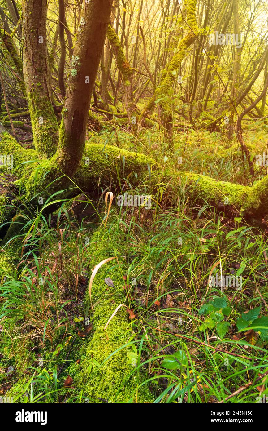 Tree covered with moss at misty fog morning sunlight. Magic forest ...