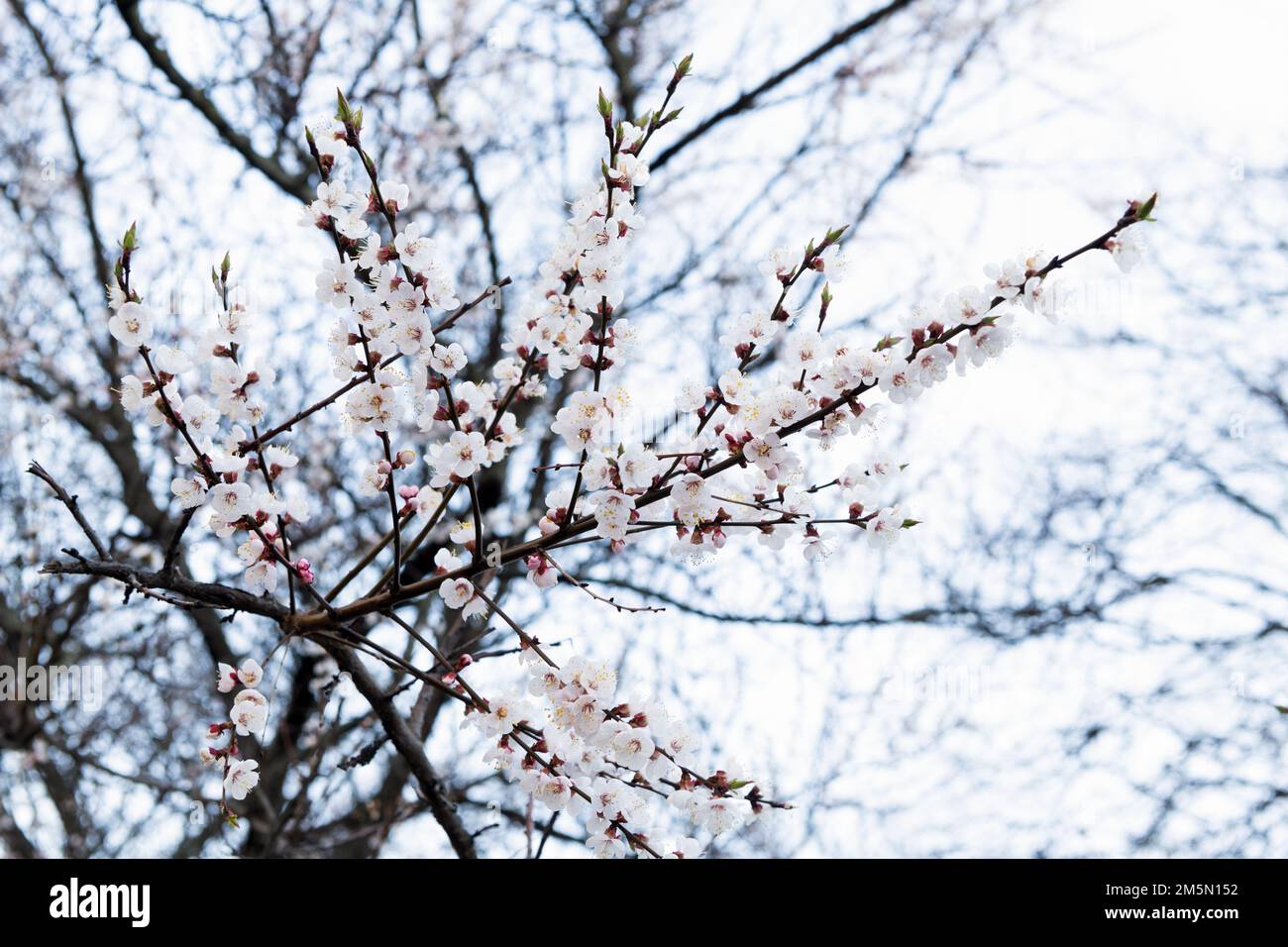 Sakura tree blossoming in spring natural blurred background, blossom ...