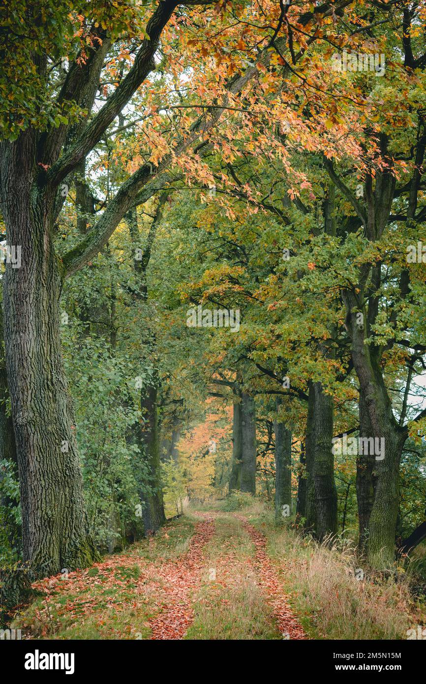 Magic path in colorful autumn foliage tree tunnel. Czech landscape ...