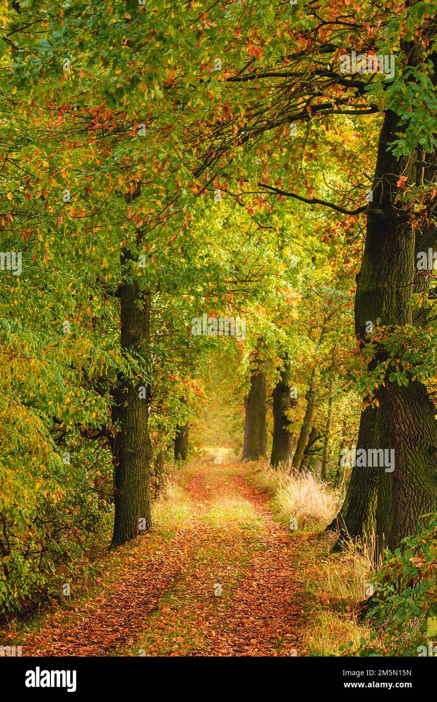 Magic path in colorful autumn foliage tree tunnel. Czech landscape ...