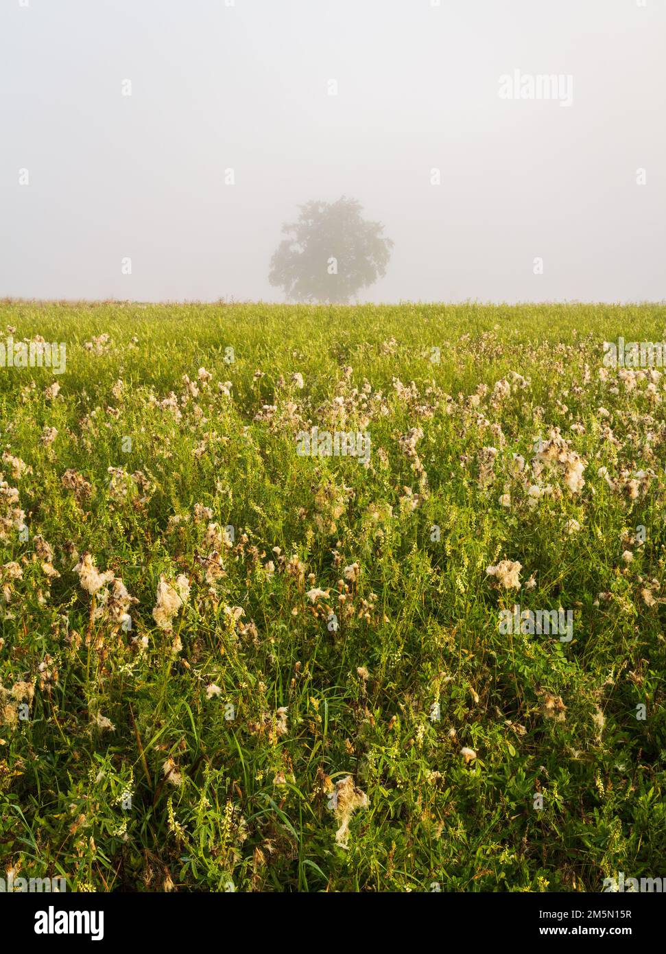 Autumn field flower on meadow with tree in fog at morning sunrise ...