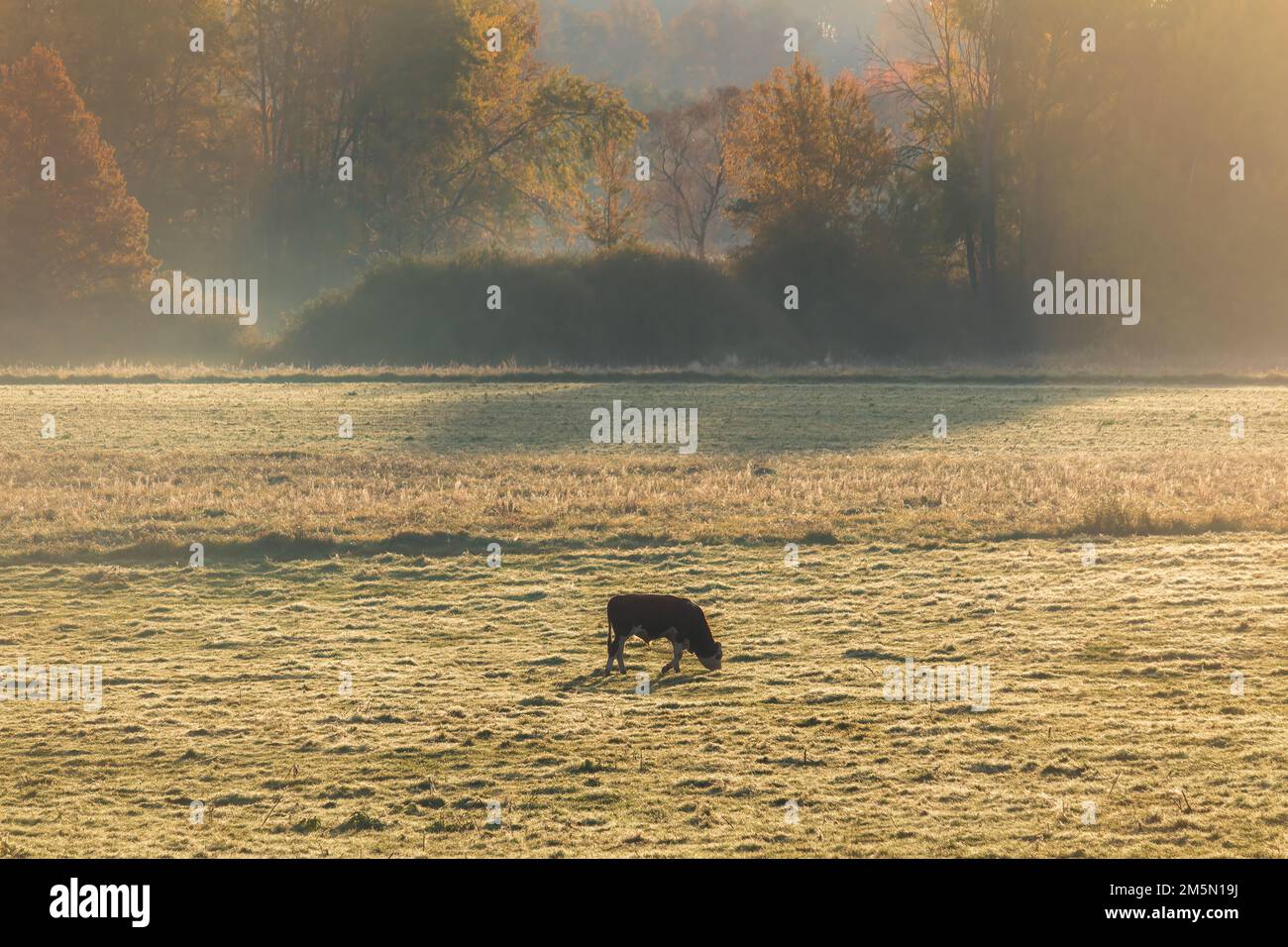 Cow eating on pasture with misty fog. Czech autumn landscape ...