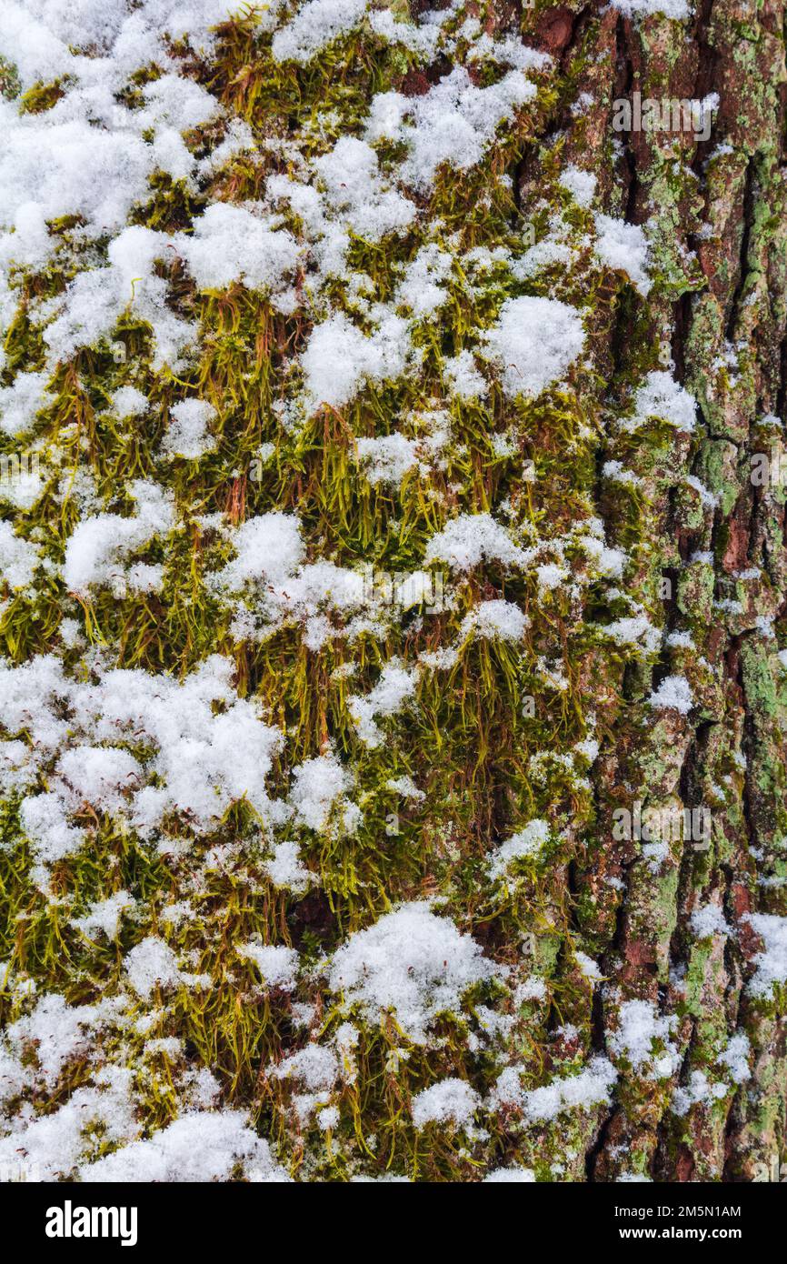 Tree bark and moss covered with snow. Texture, weather background Stock ...