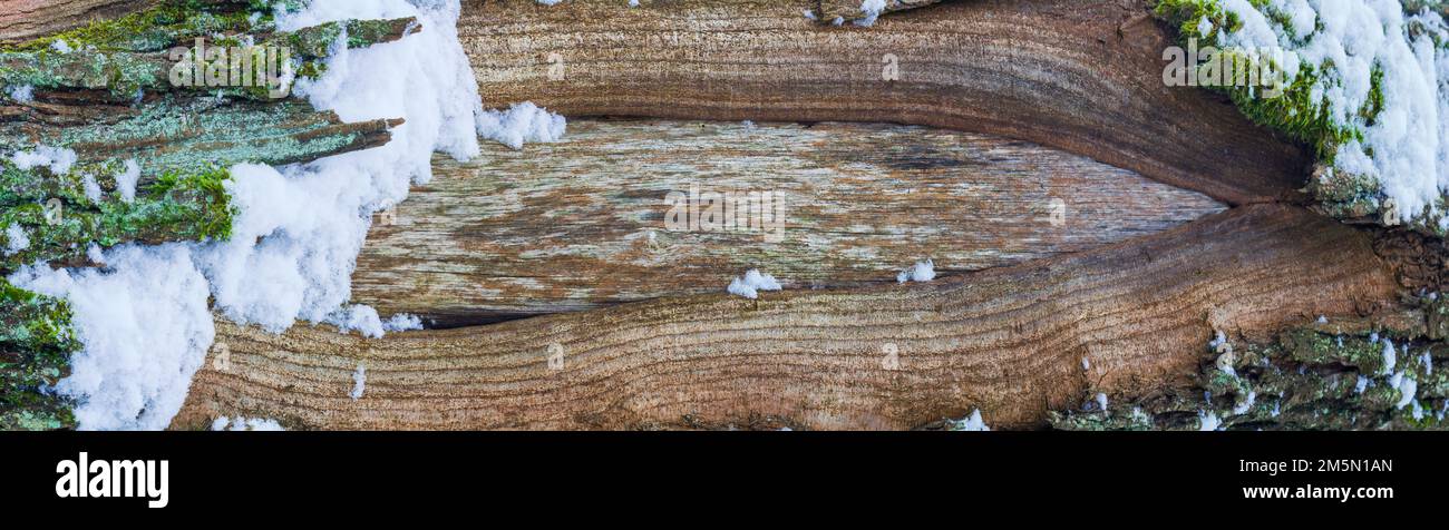 Tree trunk with bark covered of snow. Interesting shape of wood ...