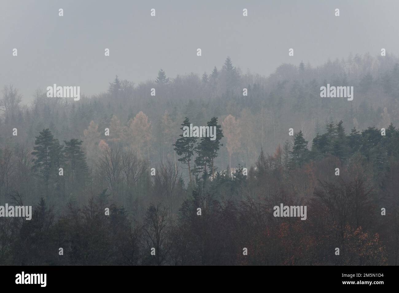 Two trees in forest at moody, fog weather. Atmosphere weather nature ...