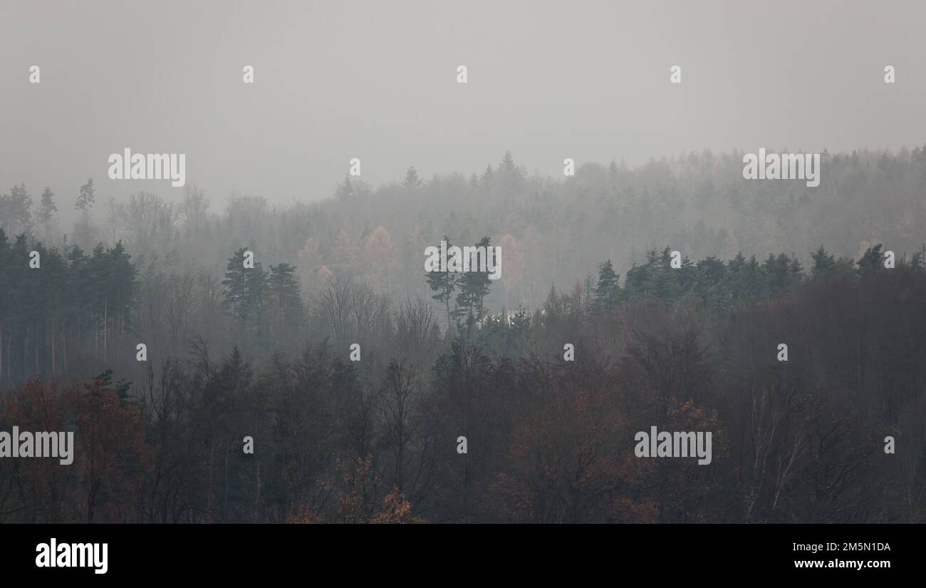 Two trees in forest at moody, fog weather. Atmosphere weather nature ...