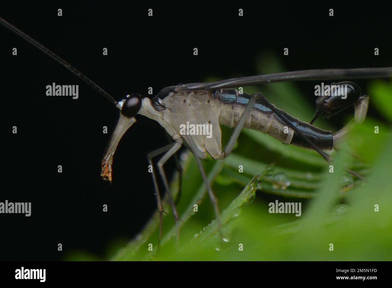 Scorpion tail hi-res stock photography and images - Alamy