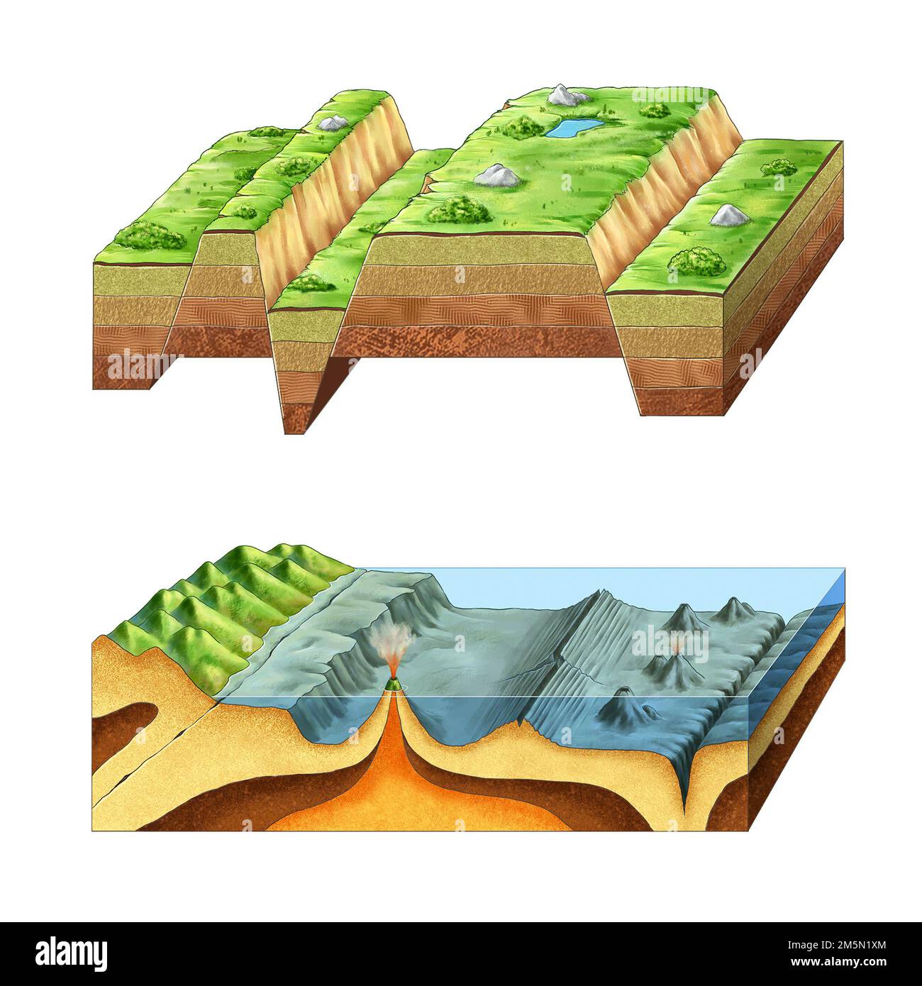 Fossil plant structure Cut Out Stock Images & Pictures - Alamy