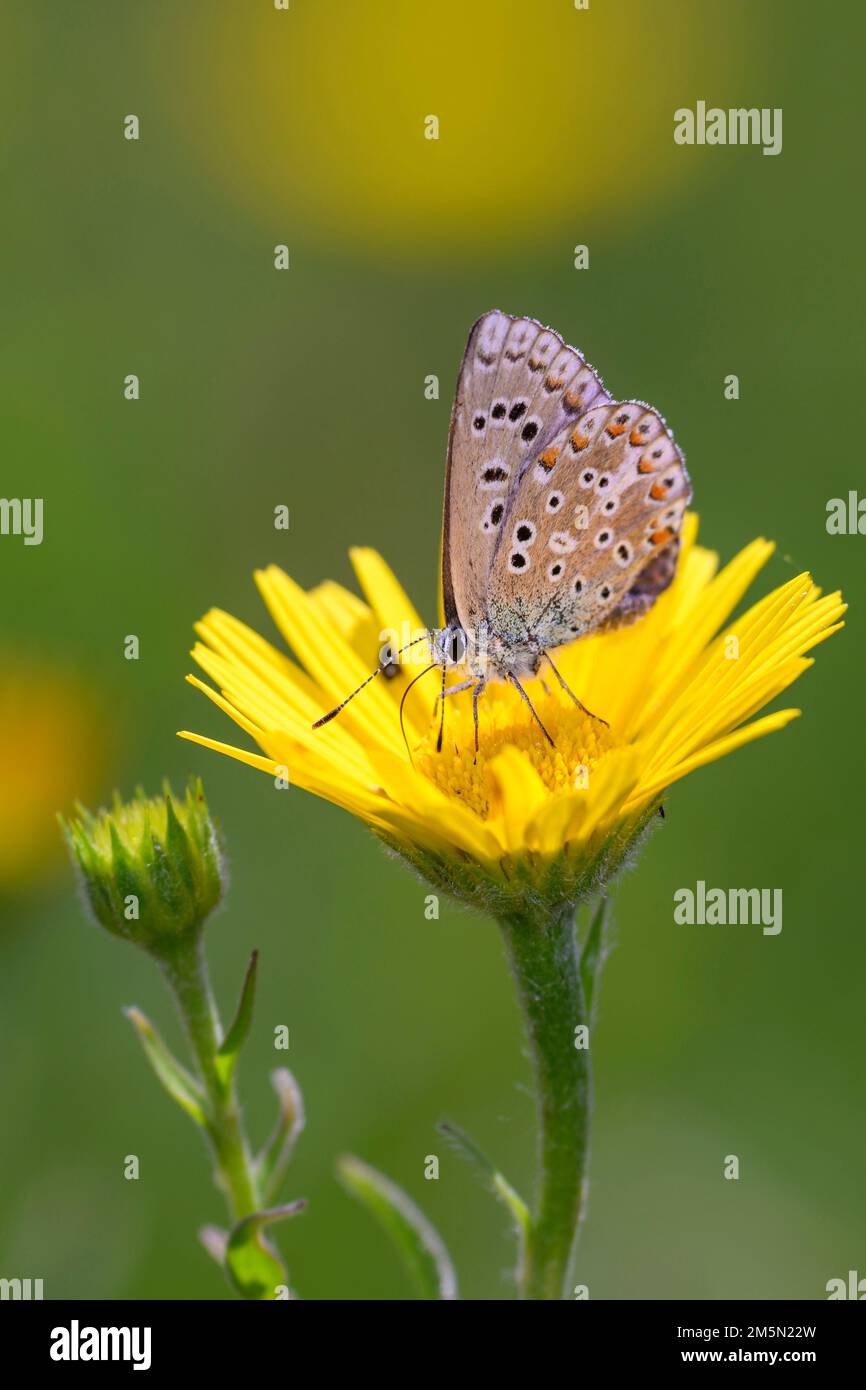 The Adonis blue butterfly, - Polyommatus bellargus - resting on a ...