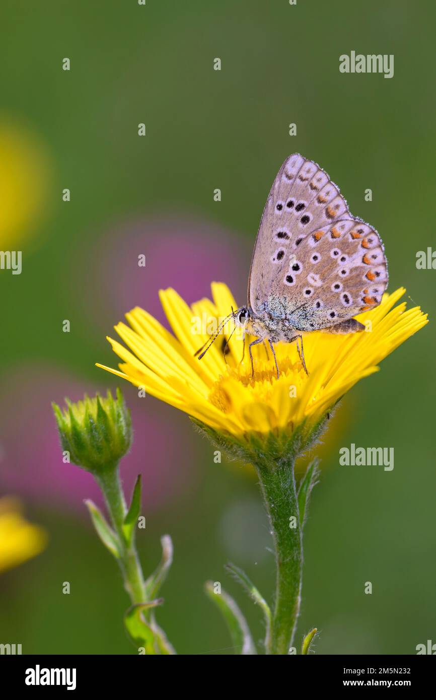 The Adonis blue butterfly, - Polyommatus bellargus - resting on a ...