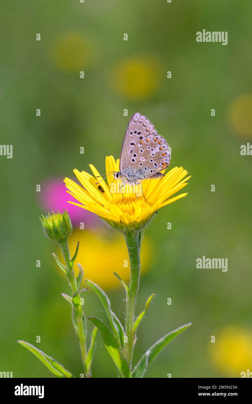 The Adonis blue butterfly, - Polyommatus bellargus - resting on a ...