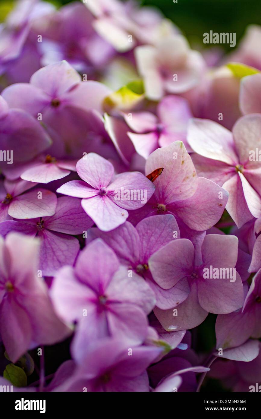 4k resolution flower hi-res stock photography and images - Alamy