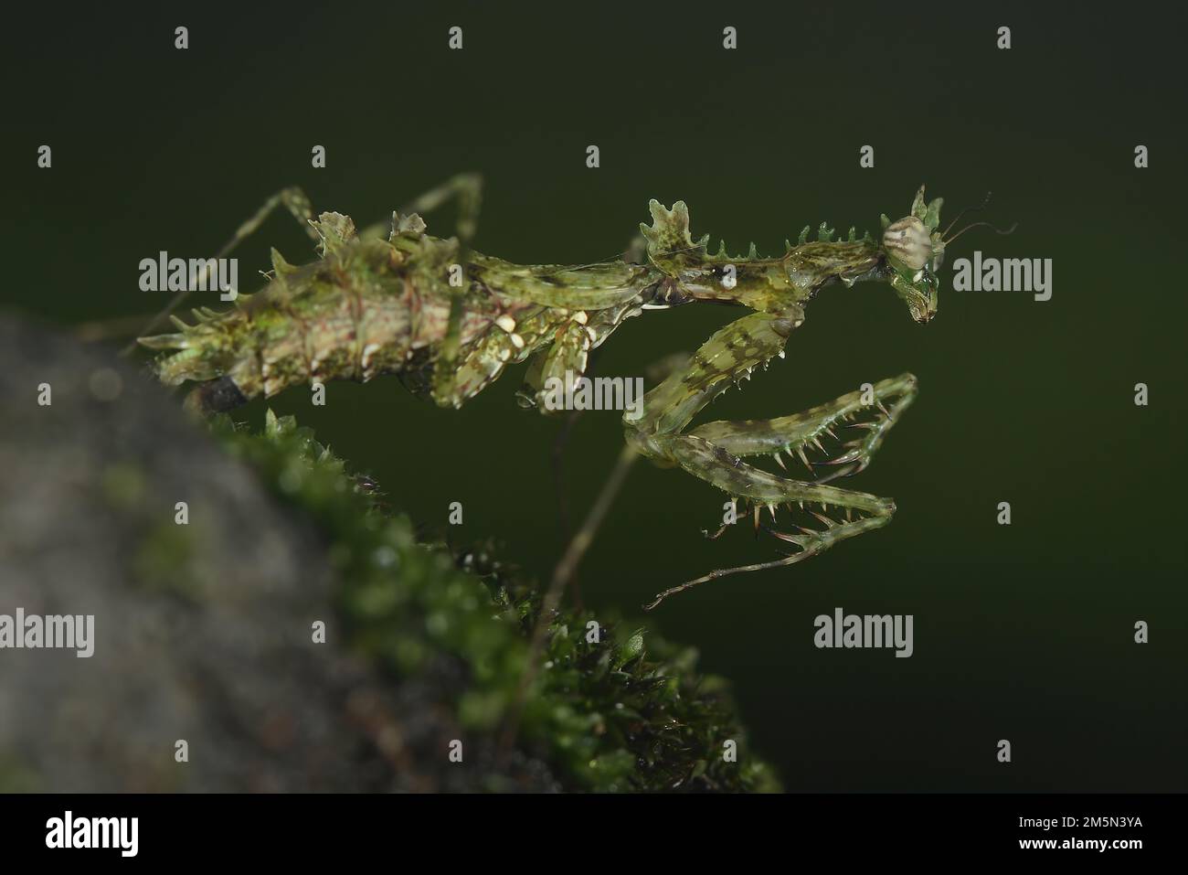Little mantis hi-res stock photography and images - Alamy
