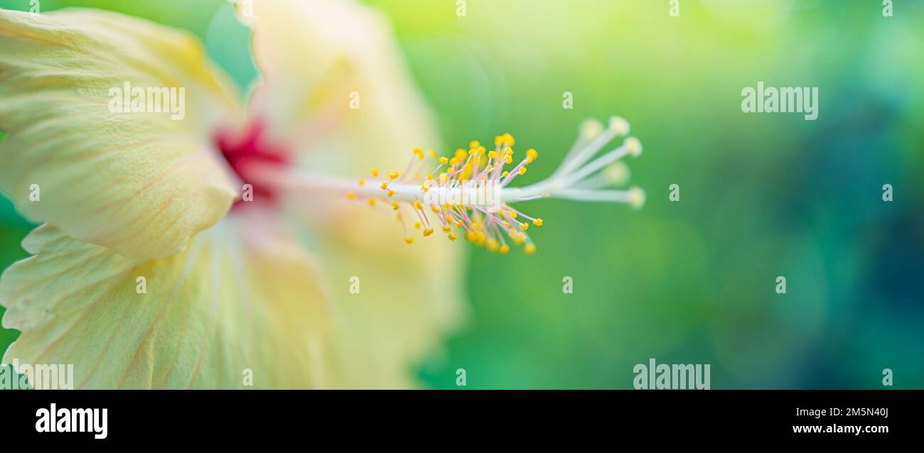 Romantic colorful beautiful hibiscus flower in nature, flower leaf ...