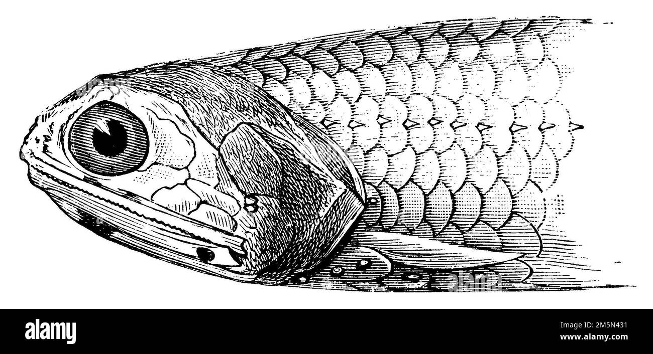 Leuchtsardine hi-res stock photography and images - Alamy