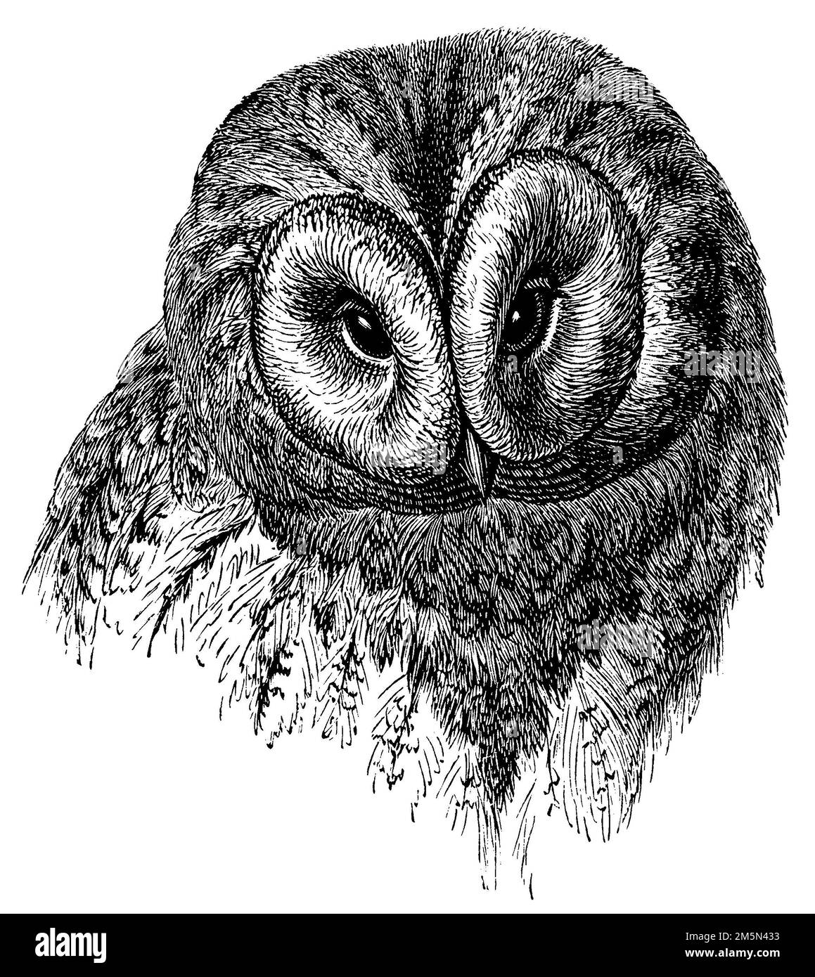 Owl evolution Black and White Stock Photos & Images - Alamy