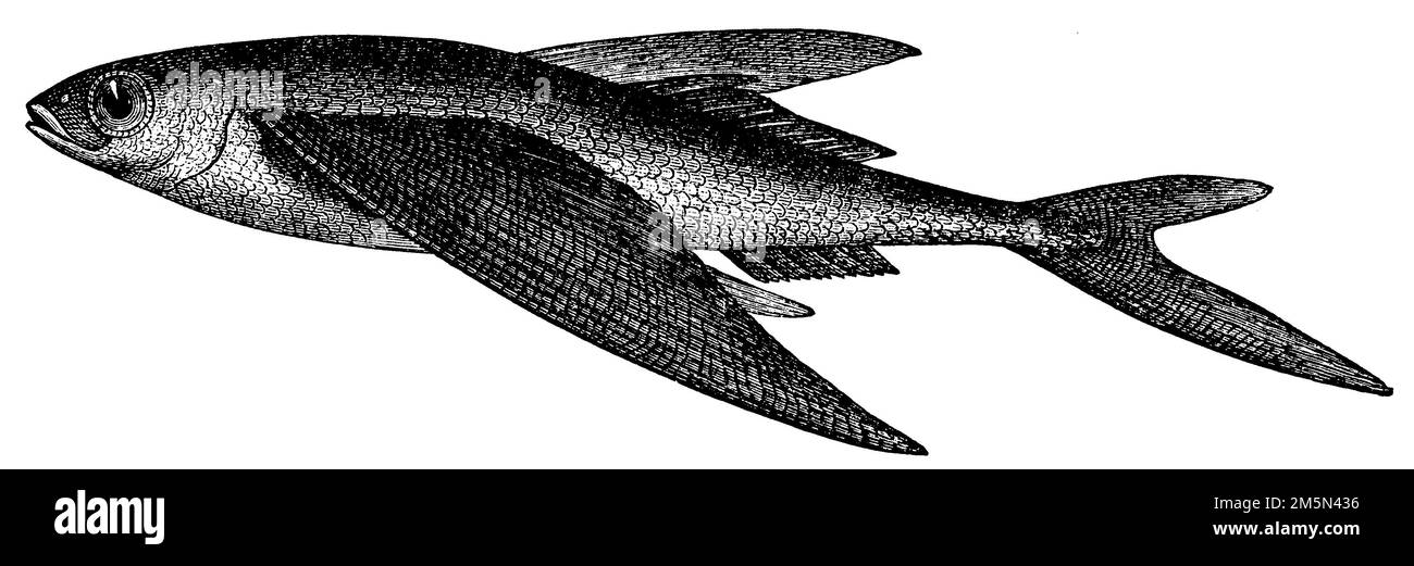 Exocoetus volitans, Exocoetus volitans, Gustav Mützel (evolution ...