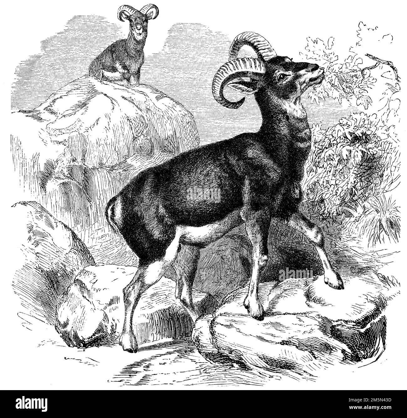 European mouflon, Ovis orientalis musimon, (evolution history book ...