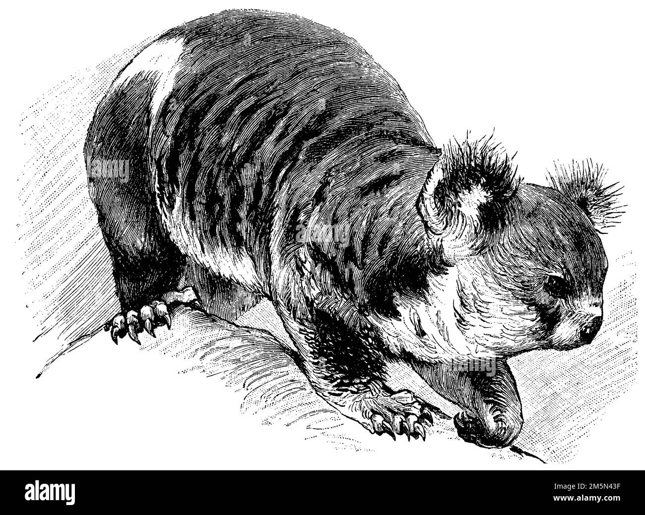 koala, Phascolarctos cinereus, (evolution history book, 1893), Koala ...