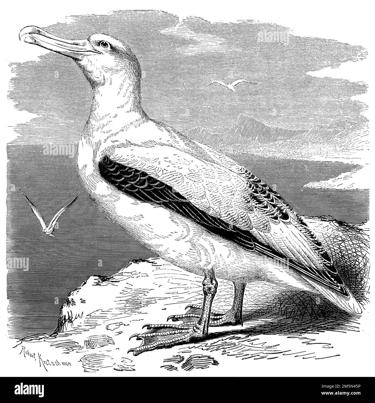 Wandering Albatross, Diomedea exulans, (evolution history book, 1893 ...