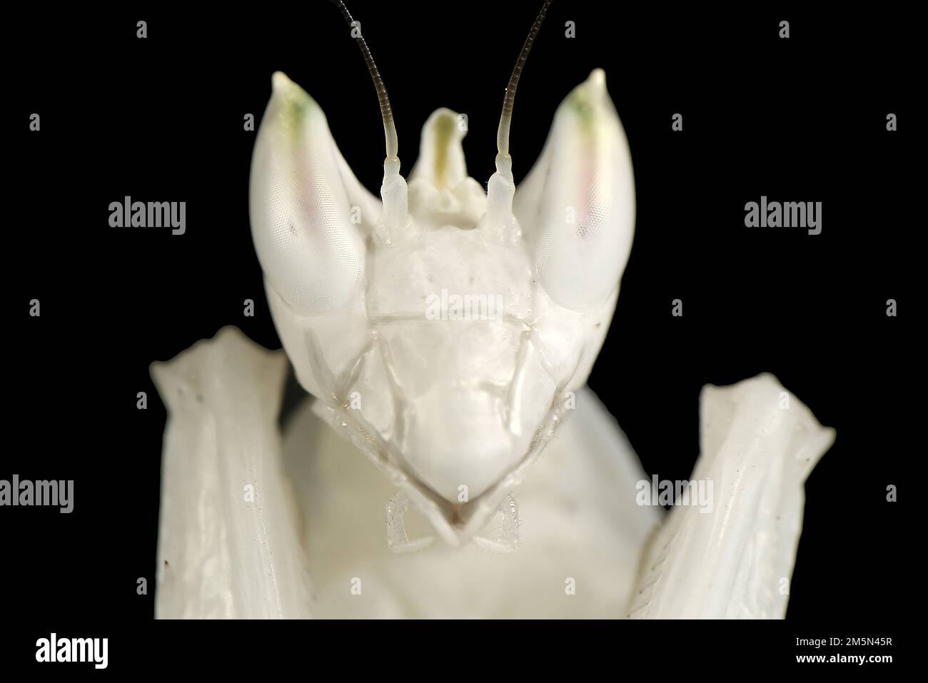 White rock orchid hi-res stock photography and images - Alamy