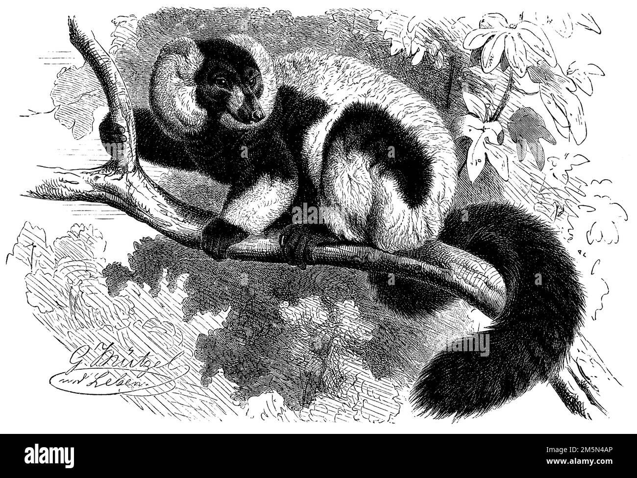 Black and white vari varecia variegata Black and White Stock Photos ...