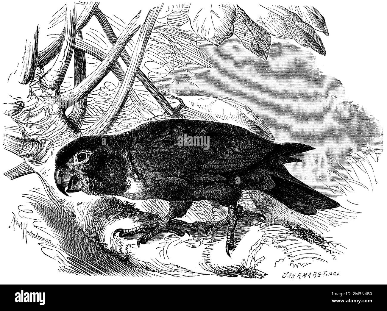 Purple-naped Lory, Lorius domicella, (zoology book, 1870), Erzlori ...