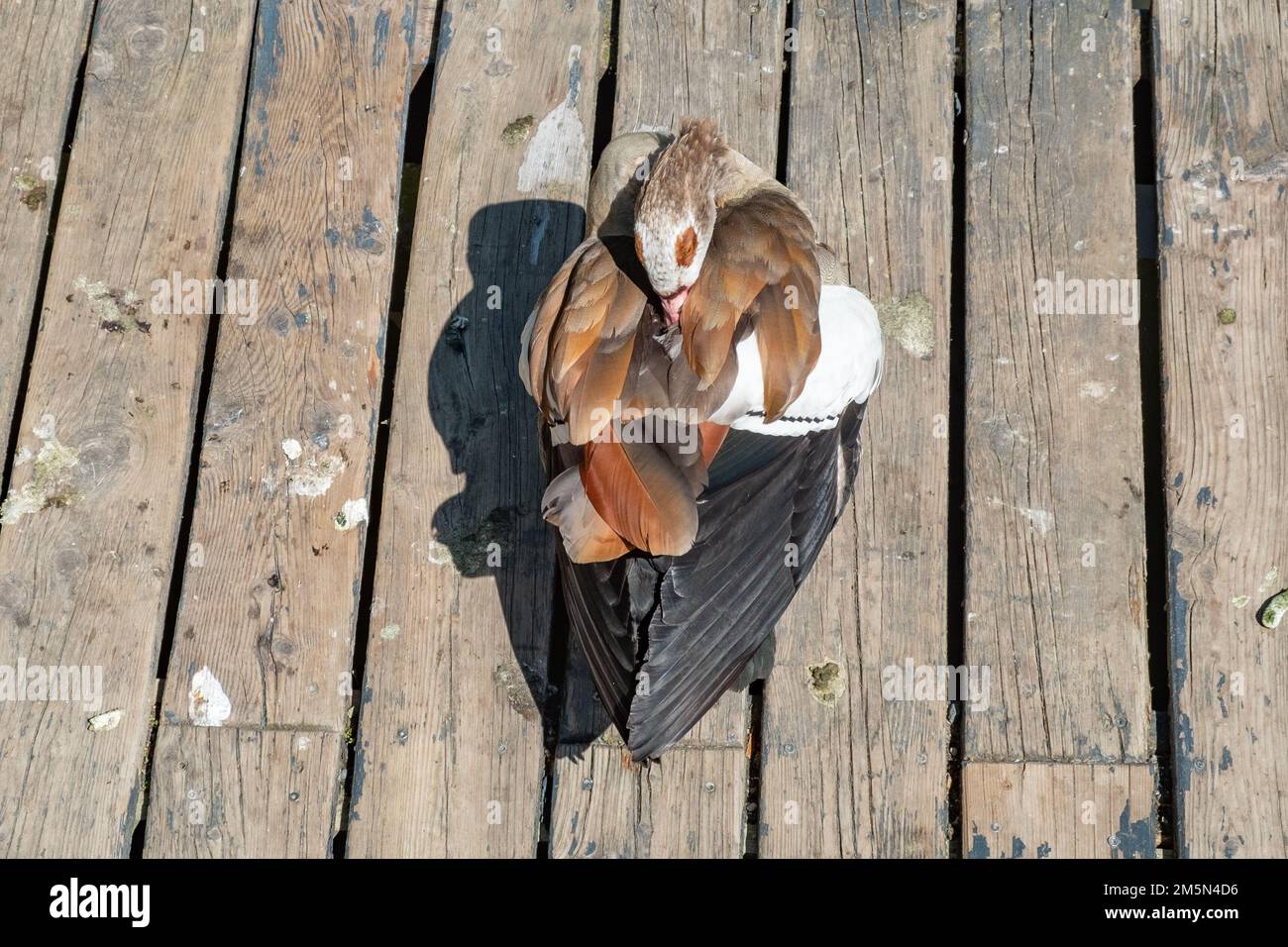colorful egyptian goose hiding beak in feather Stock Photo - Alamy