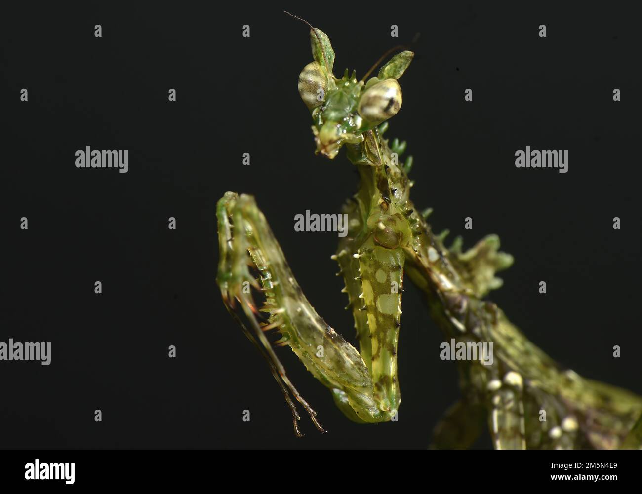 Praying mantis eyes hi-res stock photography and images - Alamy