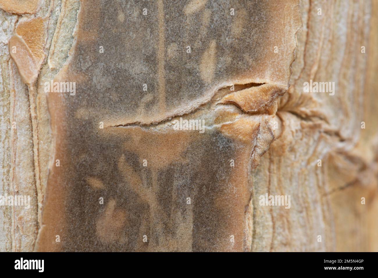 detail of structure in the bark of a tropical palm tree with ...
