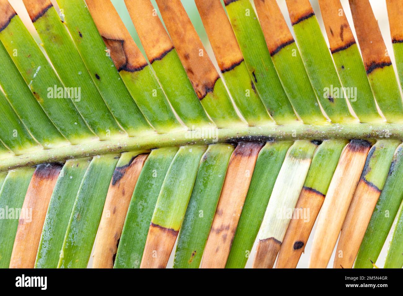 detail of structure in green palm leaf Stock Photo - Alamy