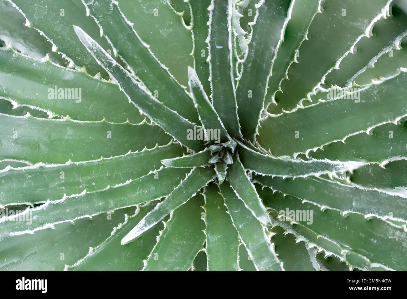 Structure cactus hi-res stock photography and images - Alamy