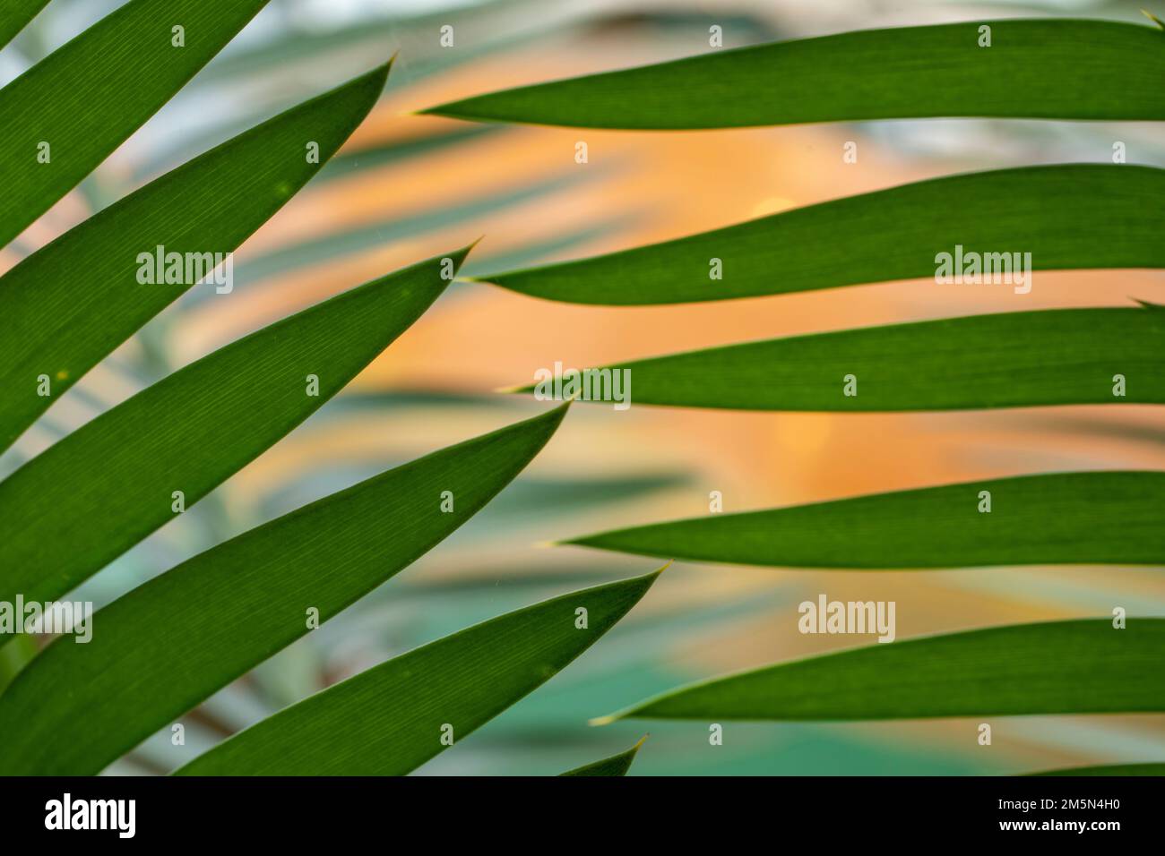 detail of structure in green palm leave Stock Photo - Alamy
