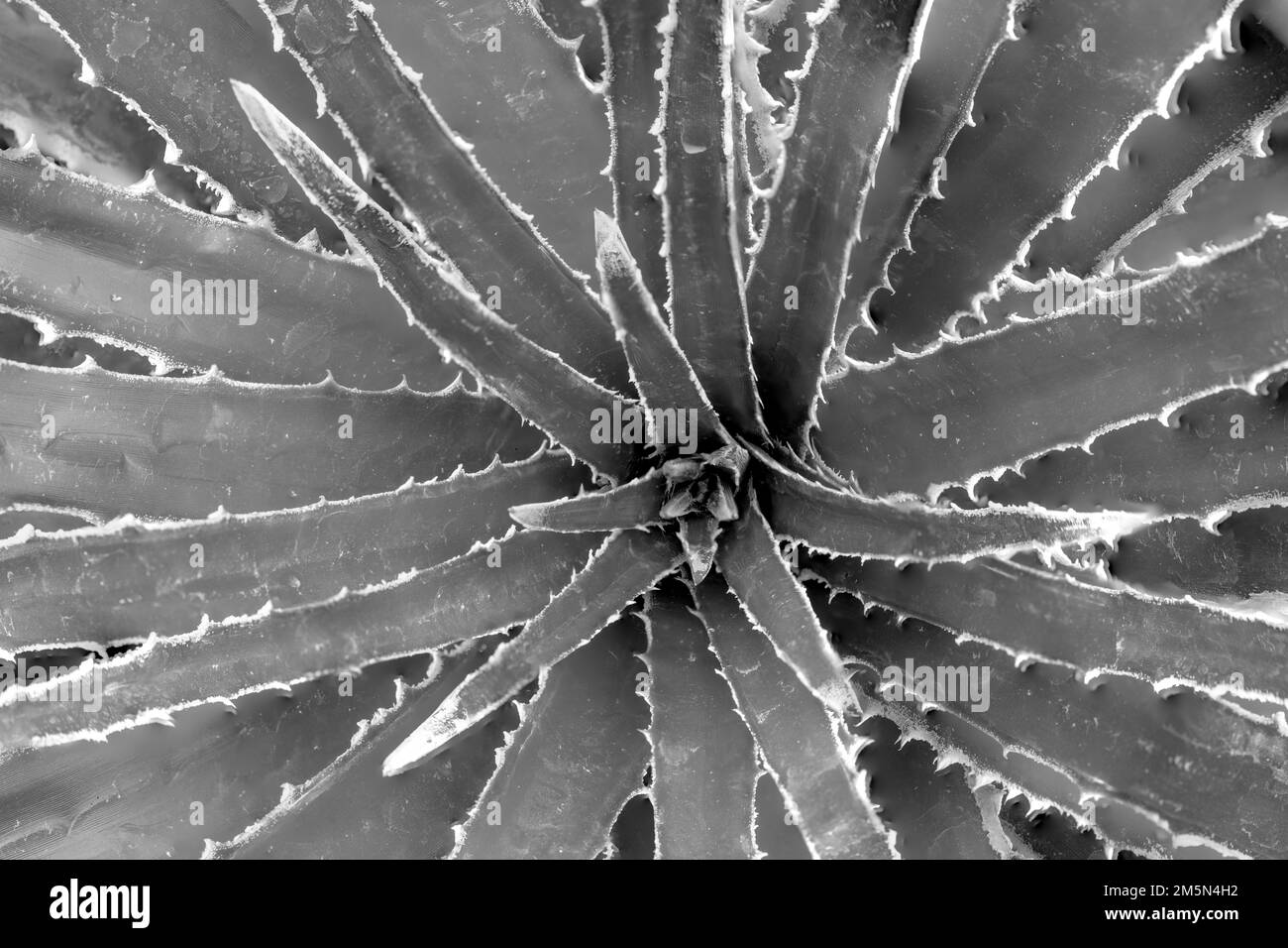 harmonic structure of green cactus with thorns Stock Photo - Alamy