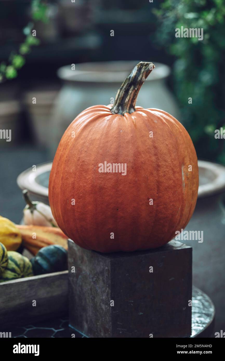 A closeup of harvested pumpkin fruit Stock Photo - Alamy