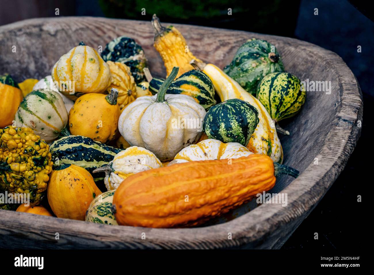 A closeup of harvested pumpkin fruit Stock Photo - Alamy