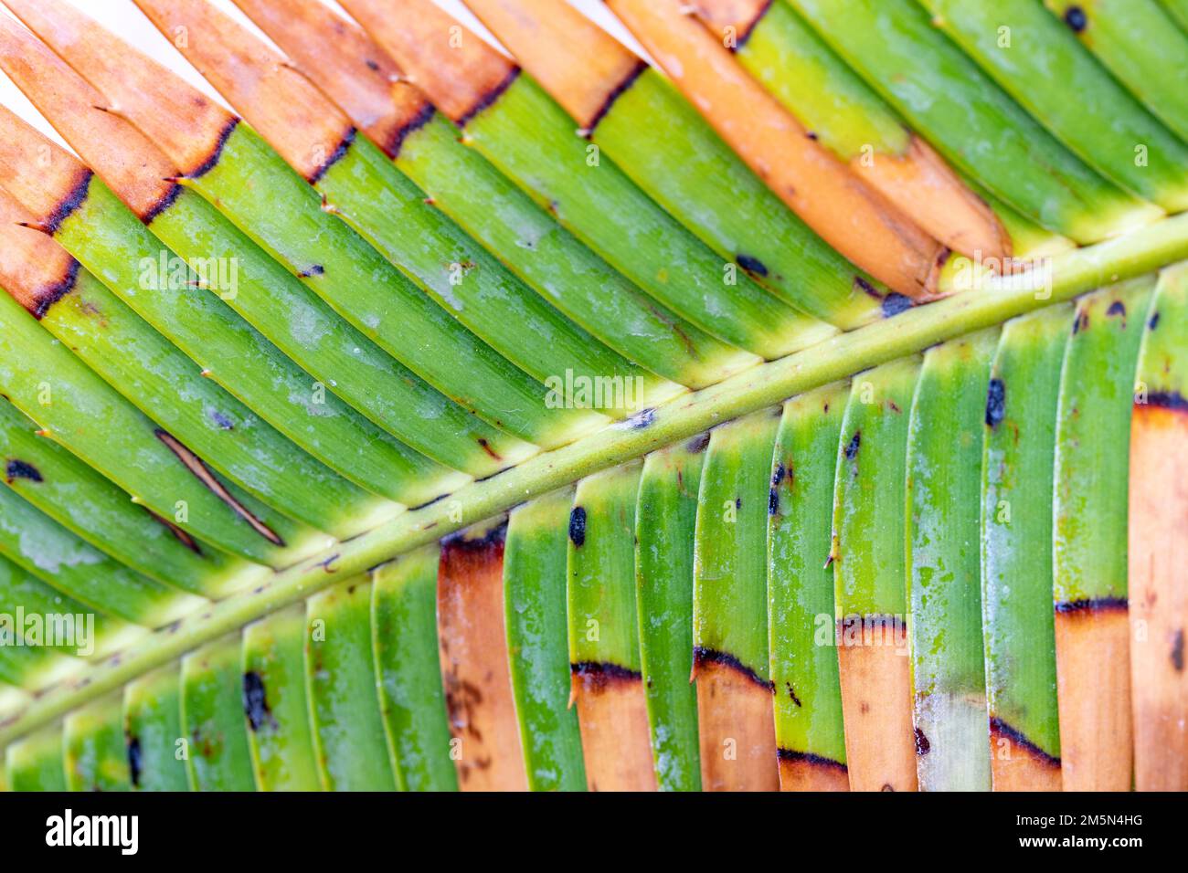 detail of structure in green palm leaf Stock Photo - Alamy
