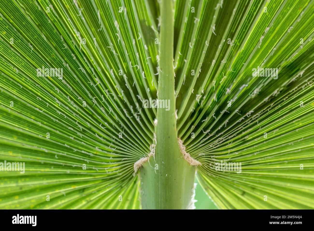 detail of structure in green palm leave Stock Photo - Alamy