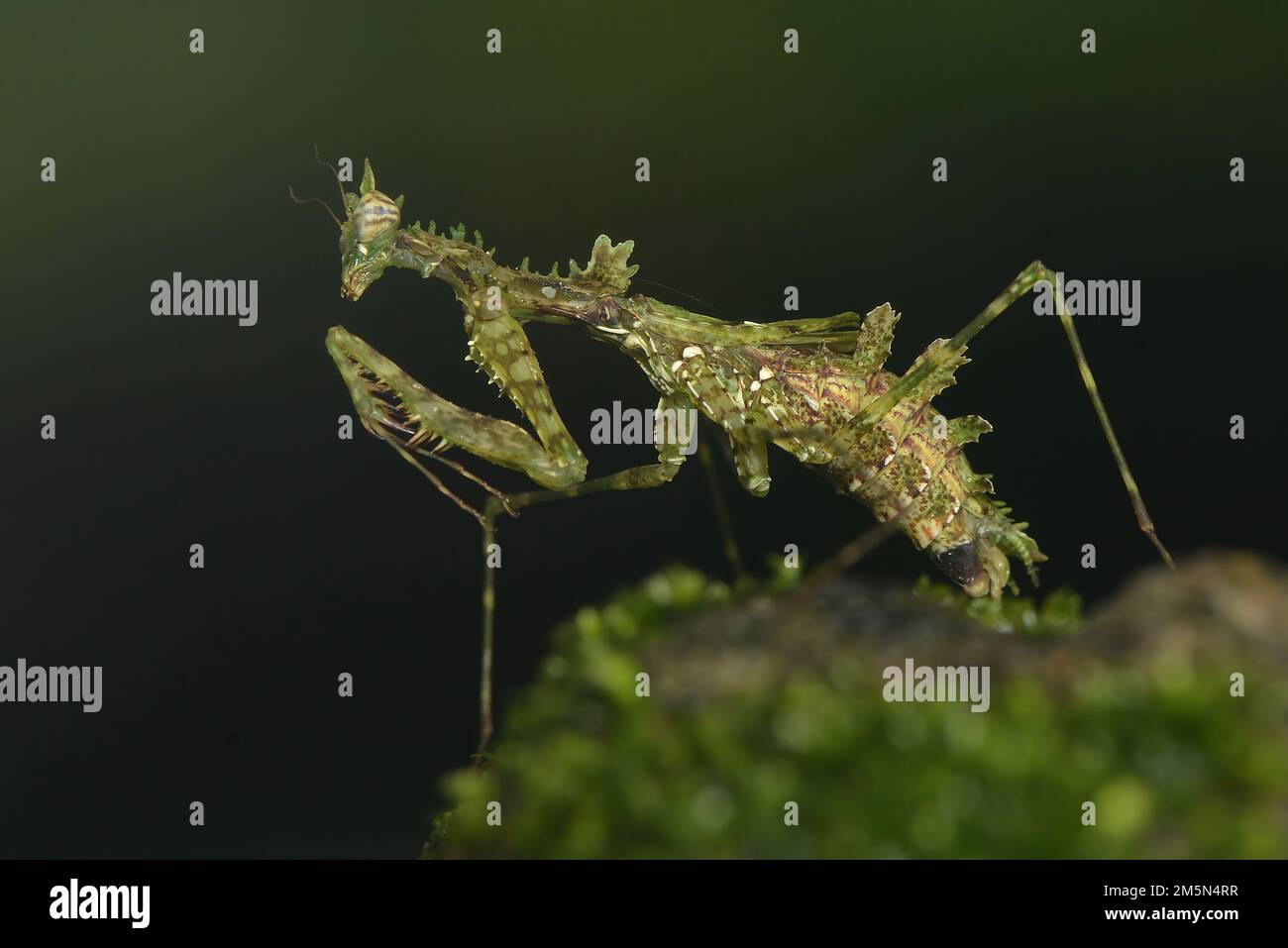 Macro photography forest moss hi-res stock photography and images - Alamy