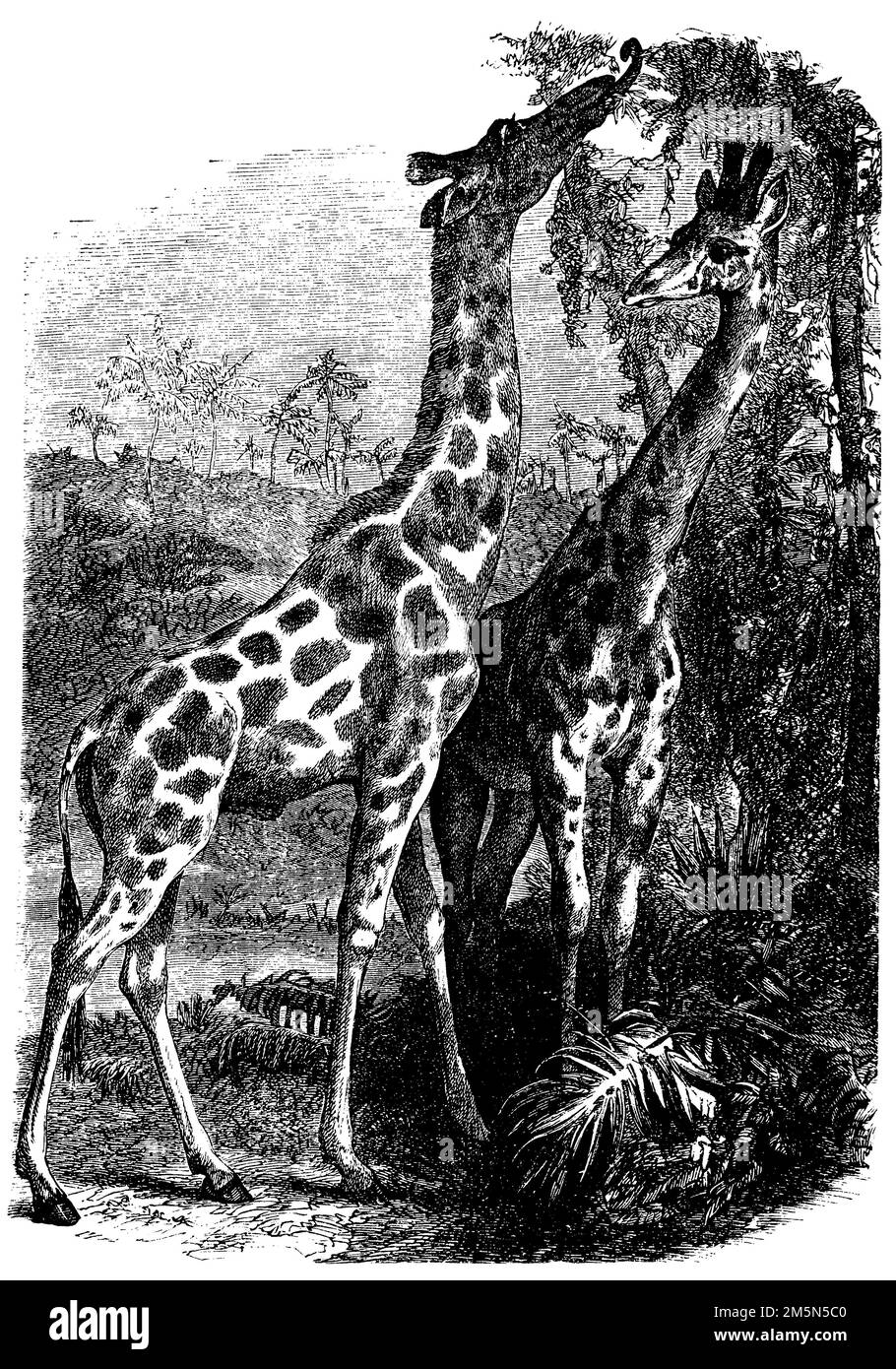 Girafe draw hi-res stock photography and images - Alamy