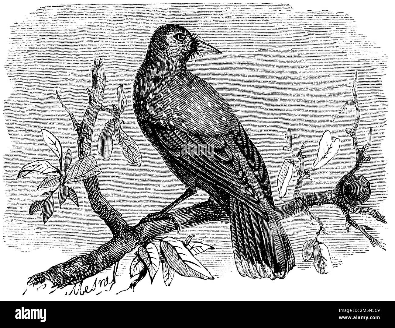 Spotted nutcracker nucifraga caryocatactes Black and White Stock Photos ... Spotted nutcracker nucifraga caryocatactes Black and White Stock Photos ...