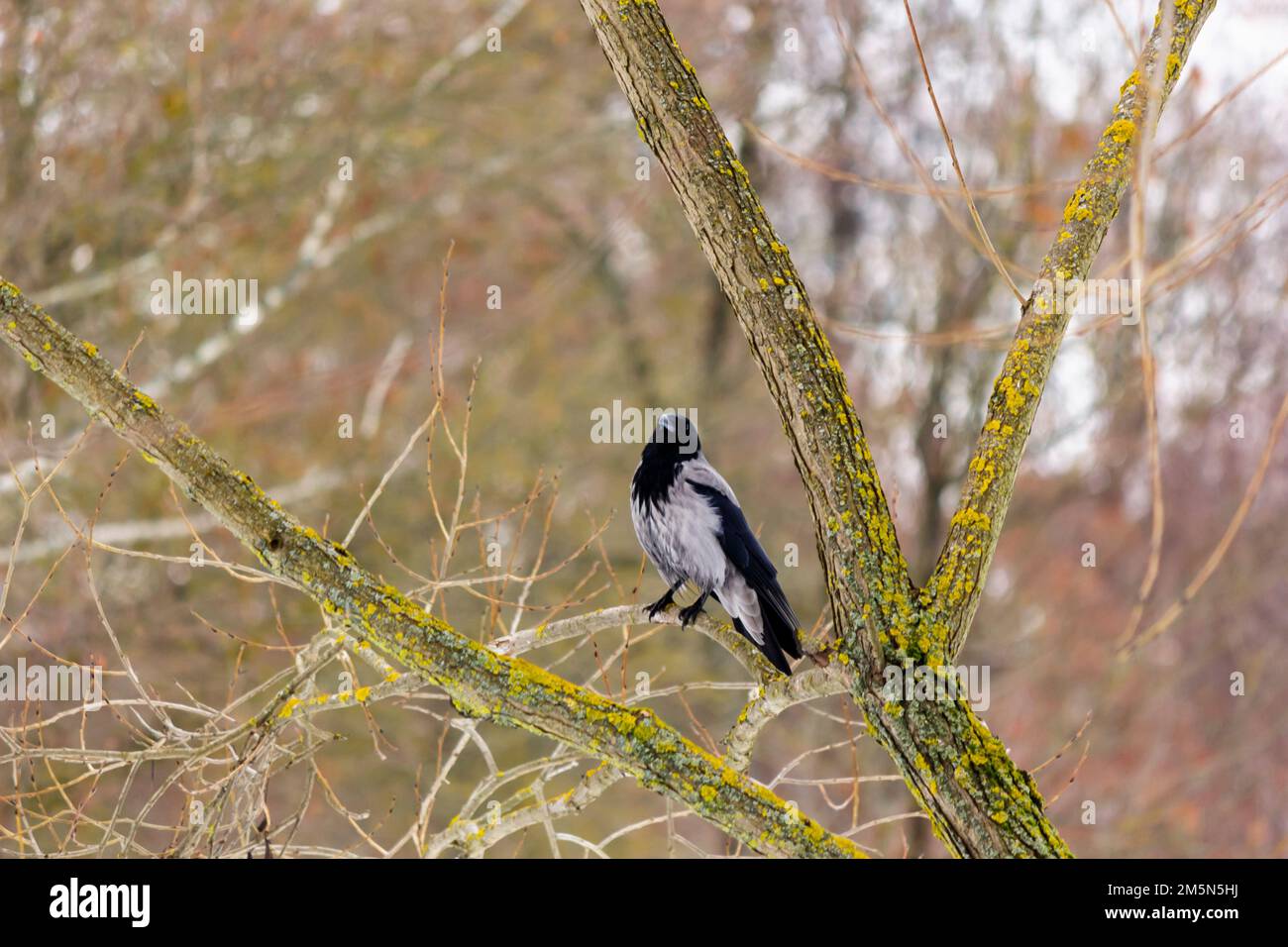 The Hooded Crow, Corvus cornix, also called the Hoodie or Hooded Crow ...
