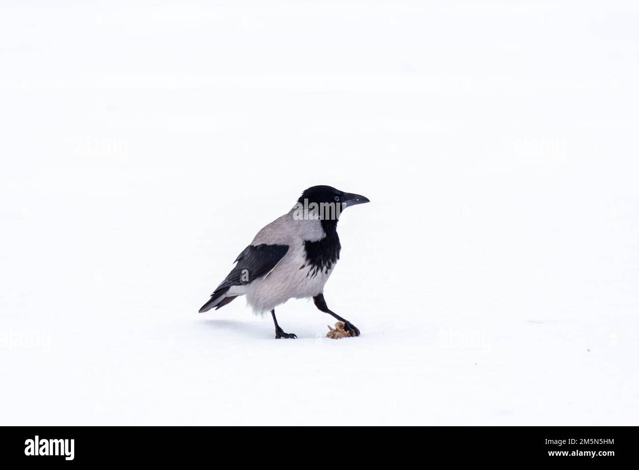 Hooded crow walking isolated on white background Stock Photo - Alamy