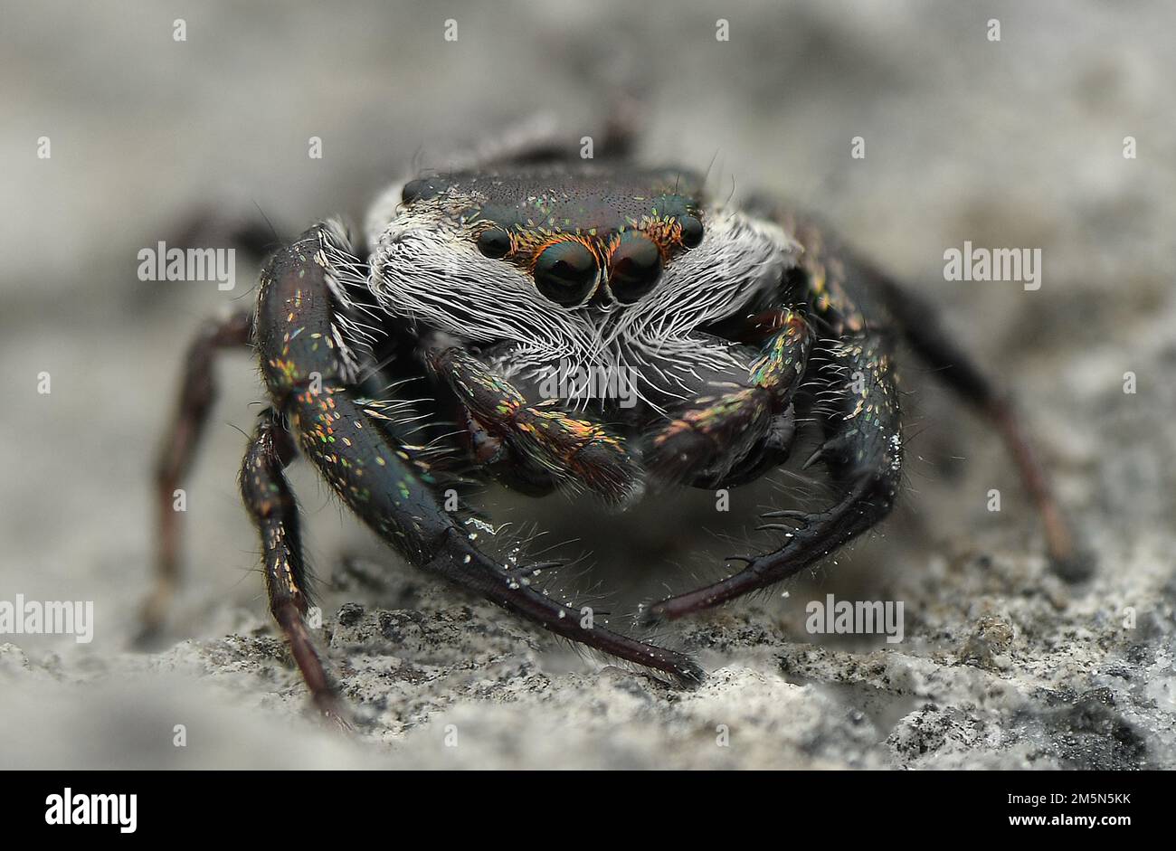 Rock spider animal hi-res stock photography and images - Alamy