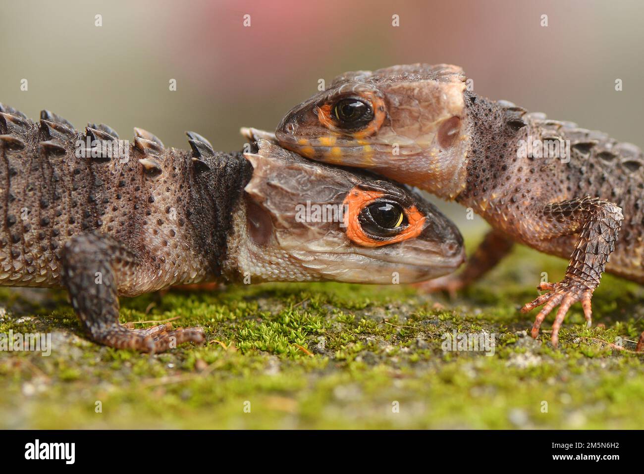 Two Croc skink in nature Stock Photo - Alamy