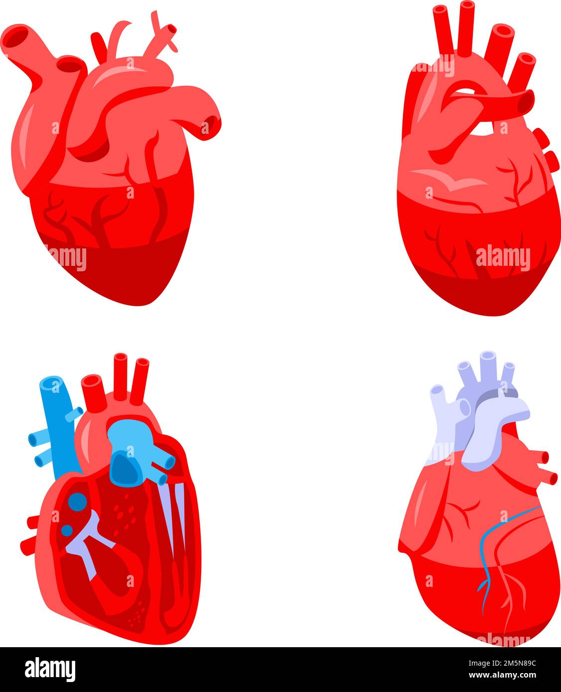 Human heart icons set. Isometric set of human heart vector icons for ...