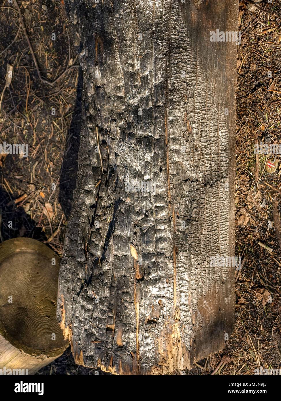 abstract picture with burnt wood texture, large wooden log Stock Photo ...