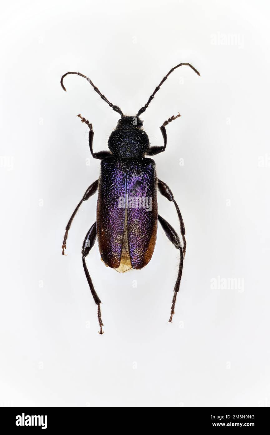 Callidium violaceum is a species of beetles belonging to the family ...